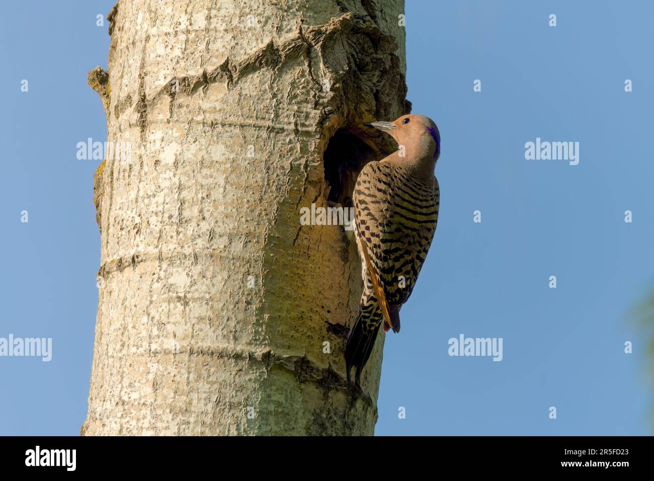 The Northern flicker (Colaptes auratus) at the nest cavity. Flicker ...