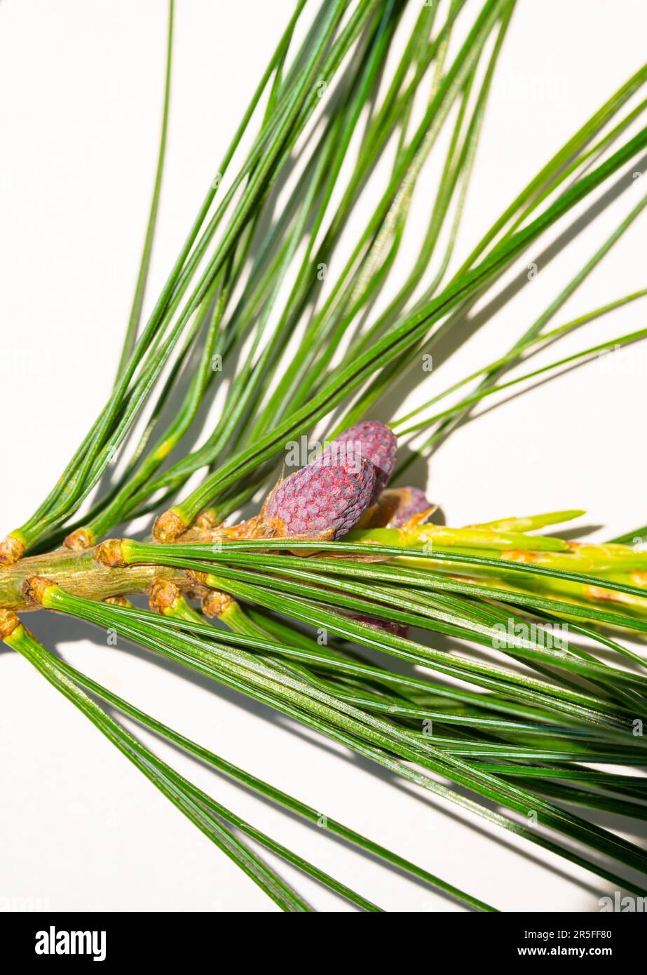 Detailed image of the long needles and small growing cones of a ...