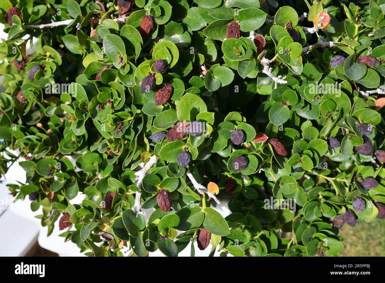 Carissa macrocarpa it is evergreen shrub called ornamental plum Stock ...