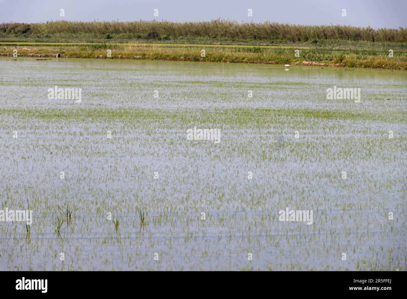 Cultivation of rice cereals in Camargue, Provence, France. Rice plants ...