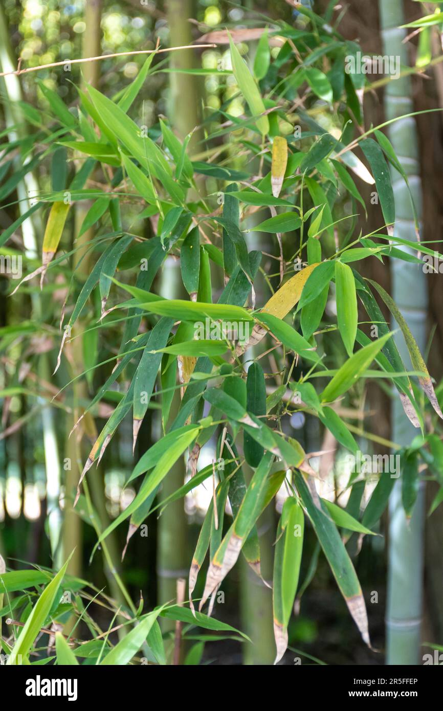 Green bamboo trees with leaves in bamboo grove in sun light Stock Photo ...