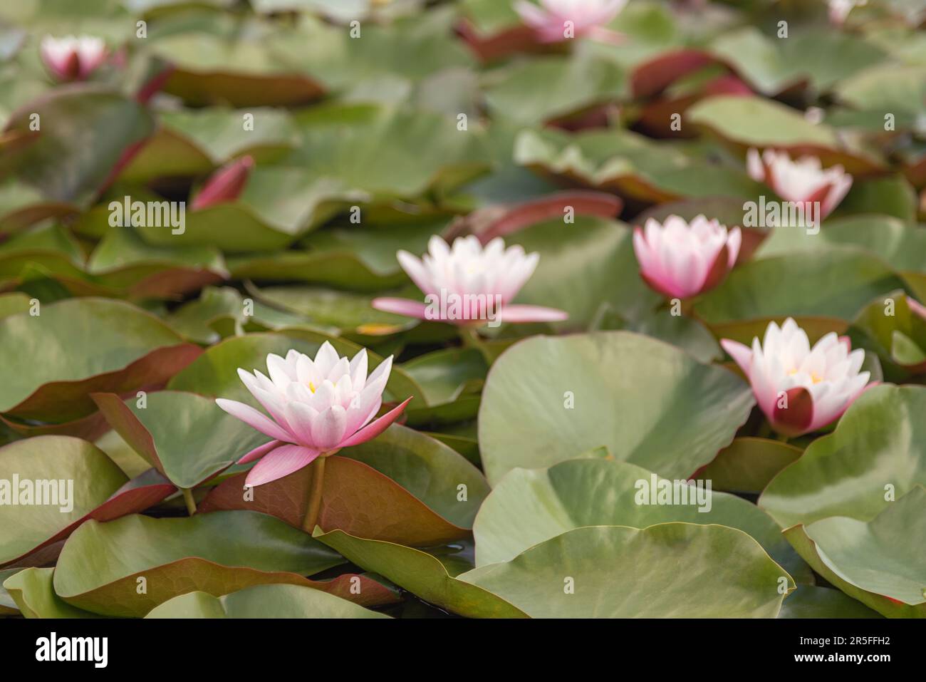 Beautiful pinkish white water lily (Nymphaea) is growing in the pond ...