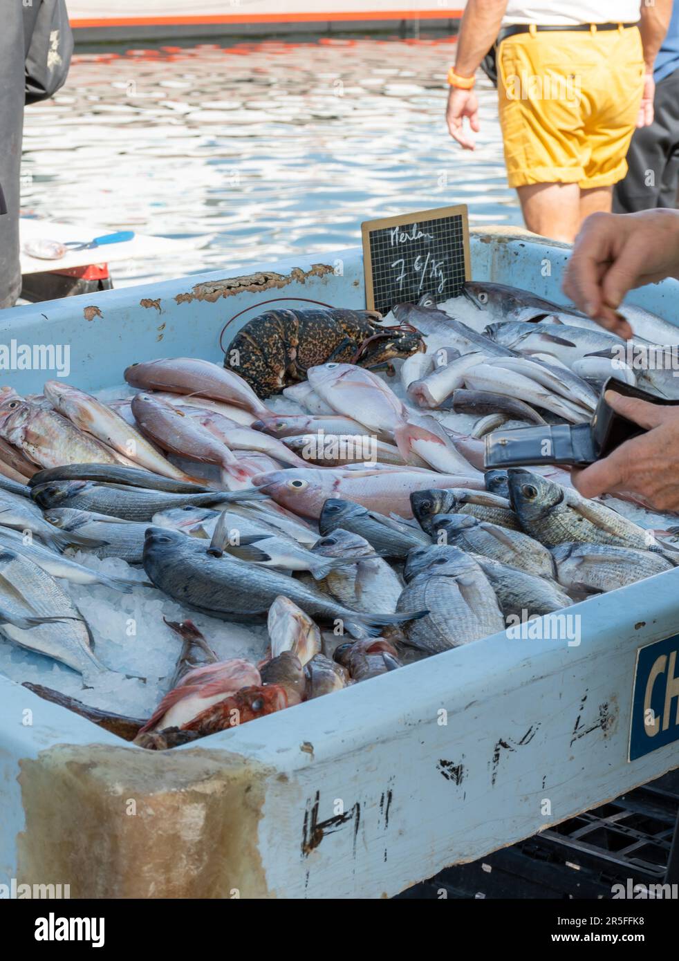 Catch of the day for sale on daily fish market in old port of Marseille ...