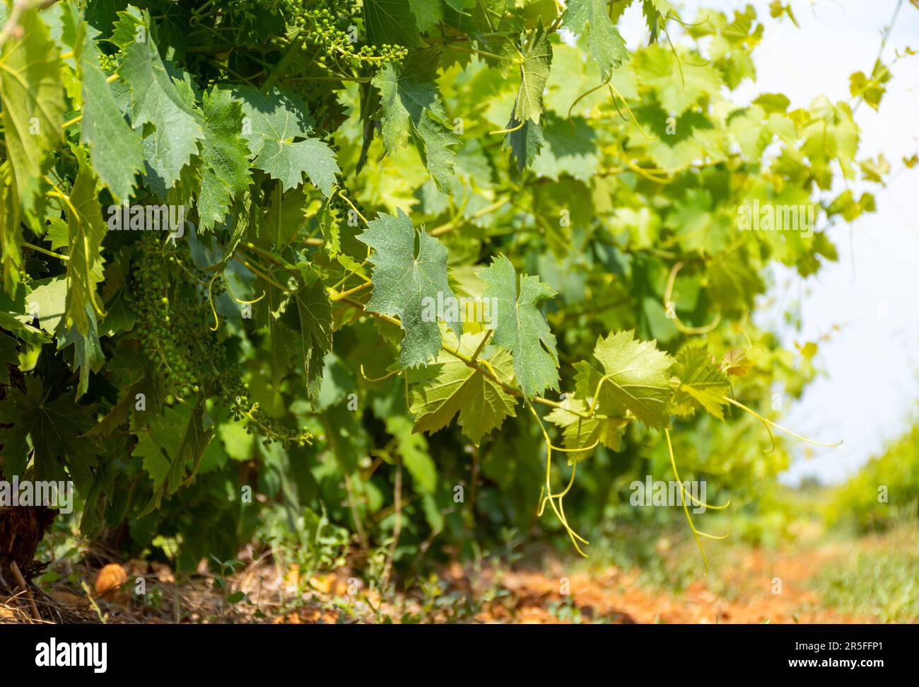 French red and rose wine grapes plants in row, Costieres de Nimes AOP ...