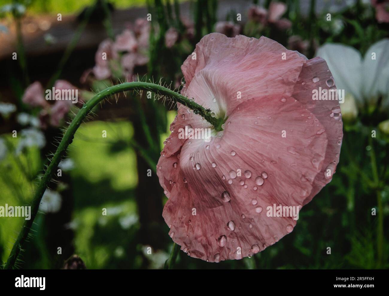 Northern Mockingbird finds food on the birdhouse roof Stock Photo - Alamy