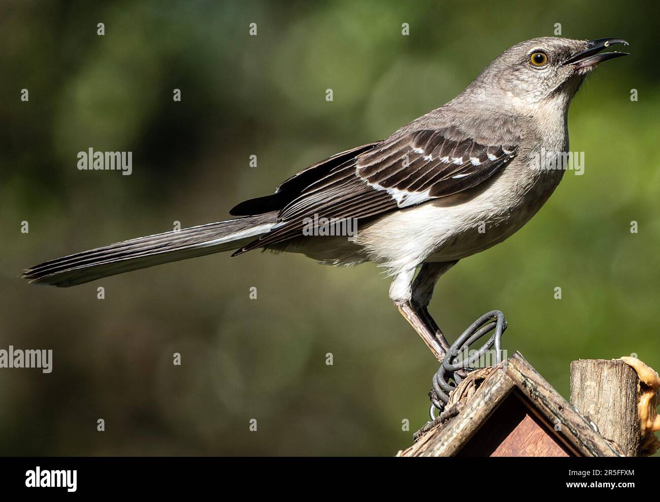 Northern Mockingbird eating on the birdhouse roof Stock Photo - Alamy