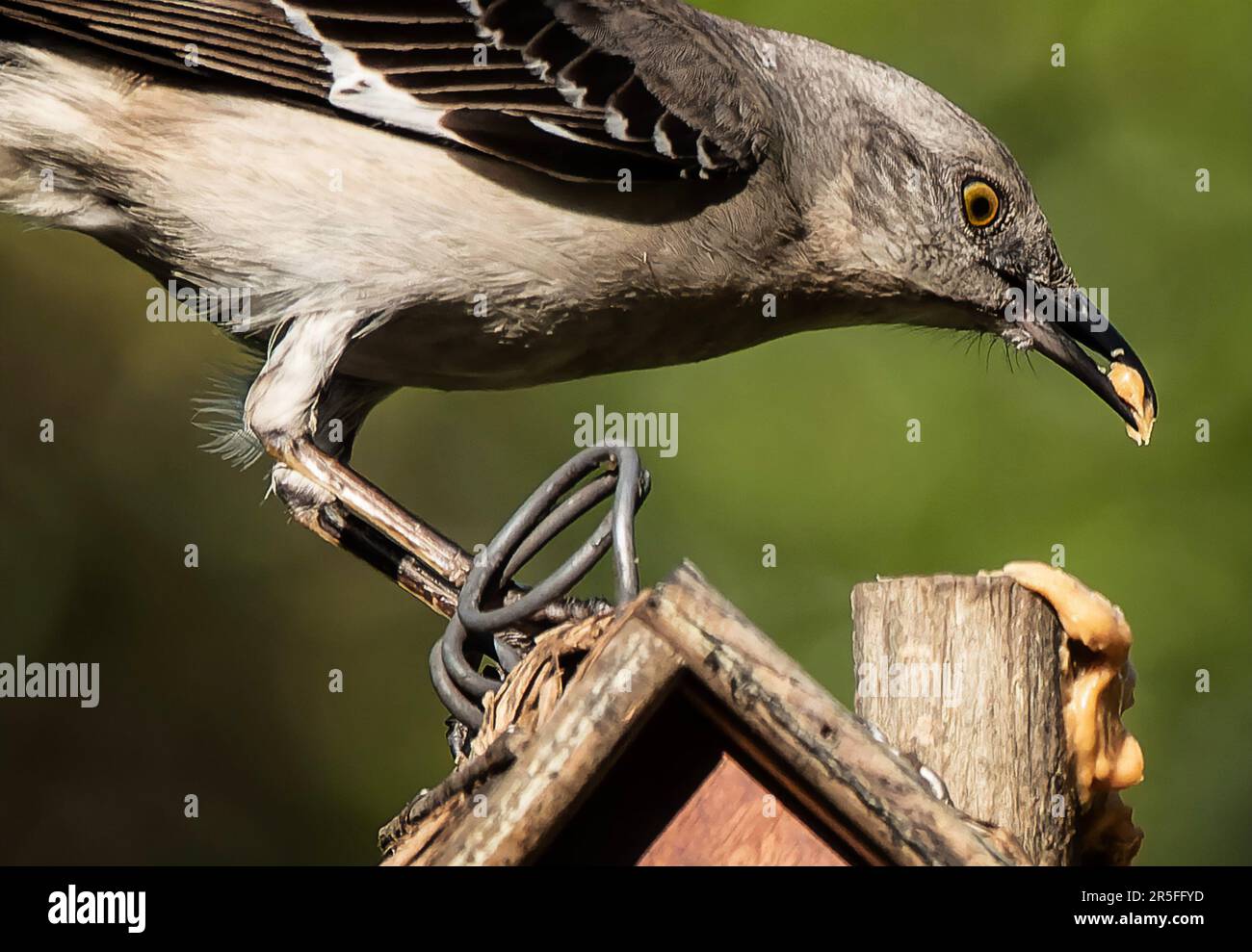 Northern Mockingbird eating on the birdhouse roof Stock Photo - Alamy