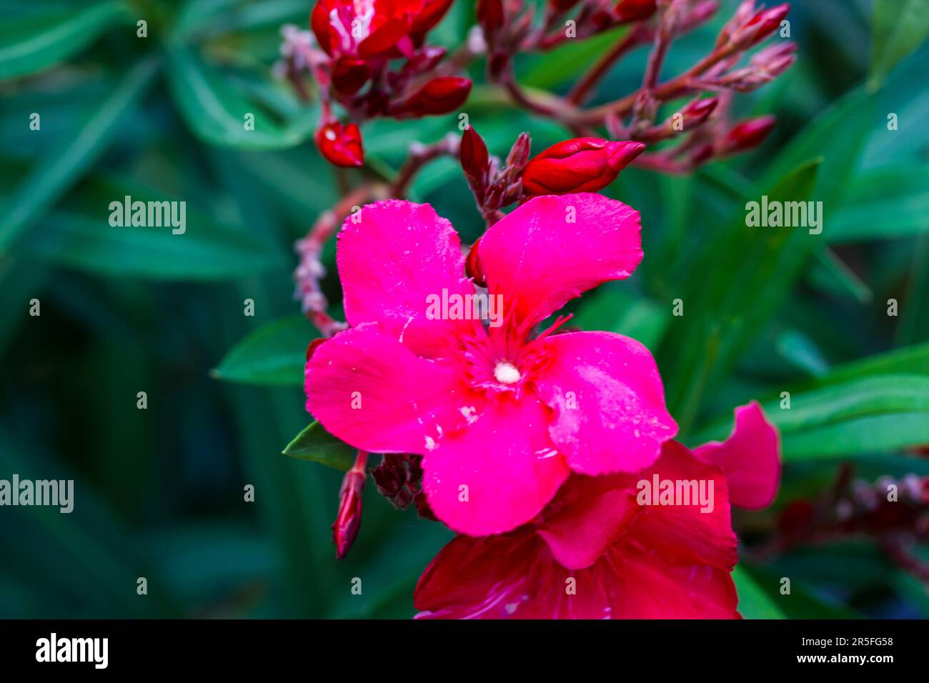 Pink oleander flower. Buds on a blooming shrub in a spring or summer ...