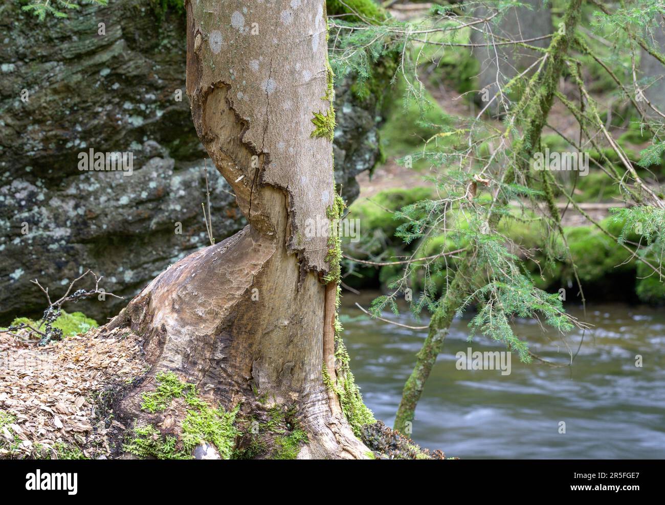 Beaver marks. This tree is stable even though a beaver has already ...