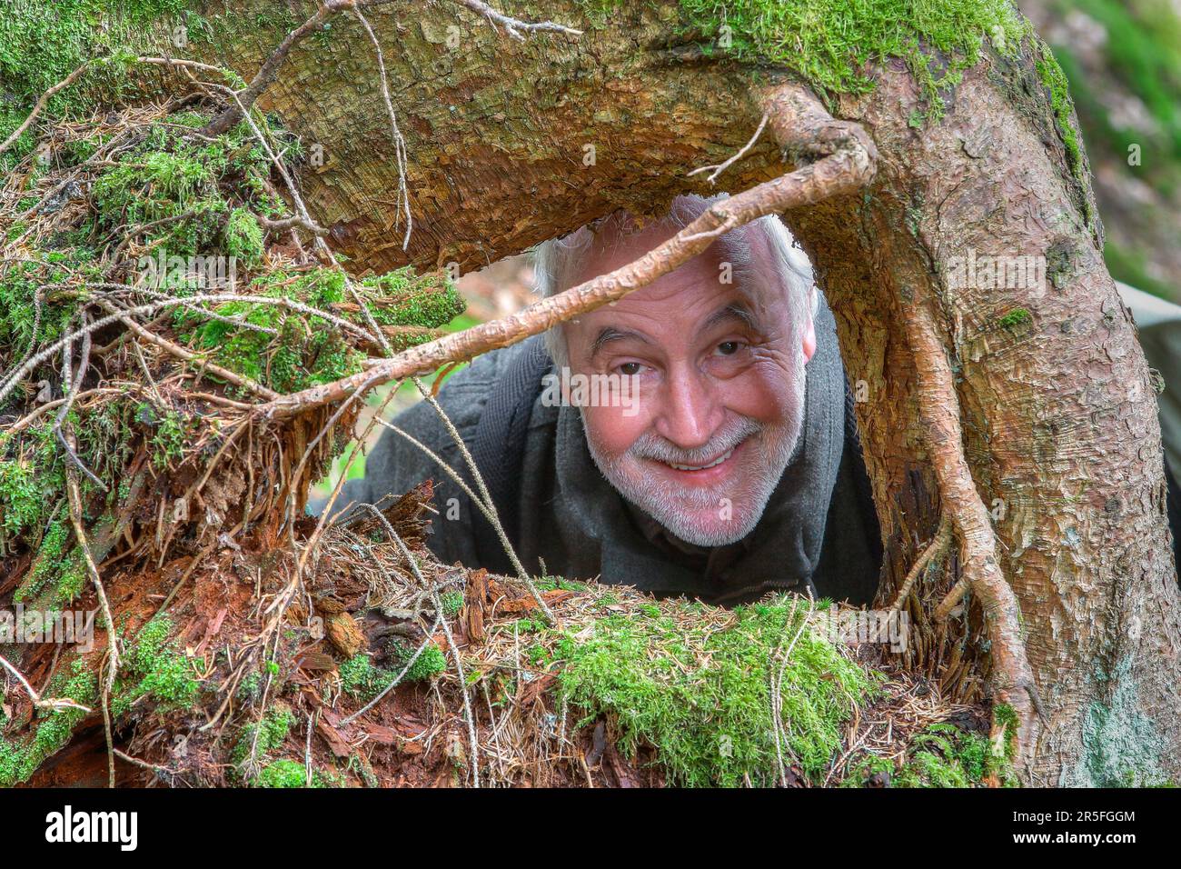 A funny elderly hiker looks out laughing from under a tree root in the ...
