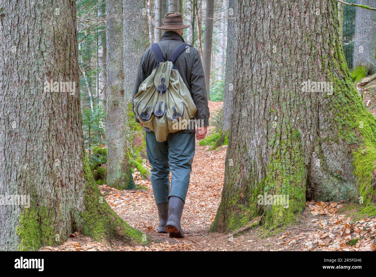 The path leads the hiker through mighty fir trees that reach high into ...