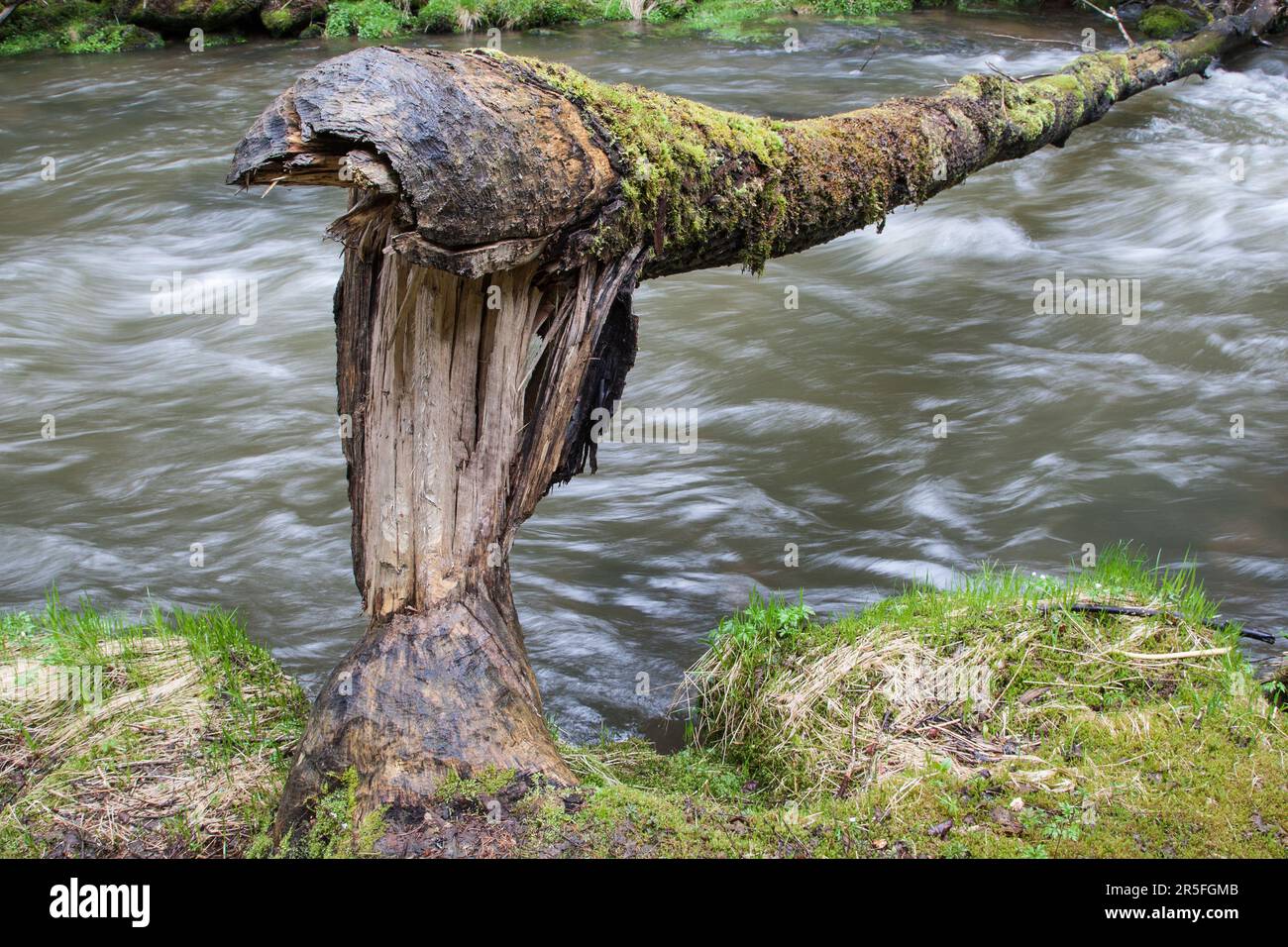 A beaver-felled tree stretches across the river, forming a natural ...