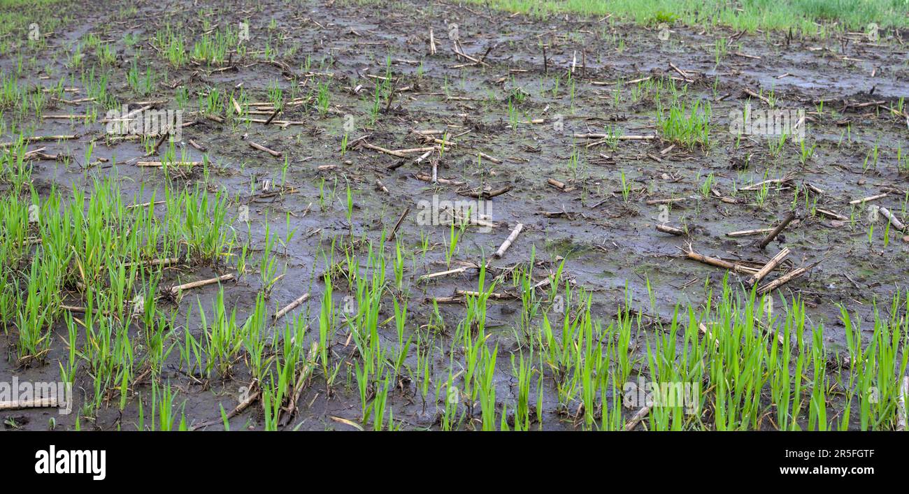 Torrential rains have devastated a field of young plants and left a ...
