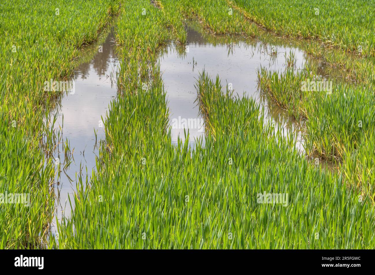 Waterlogging as a result of heavy rain has resulted in reduced growth ...