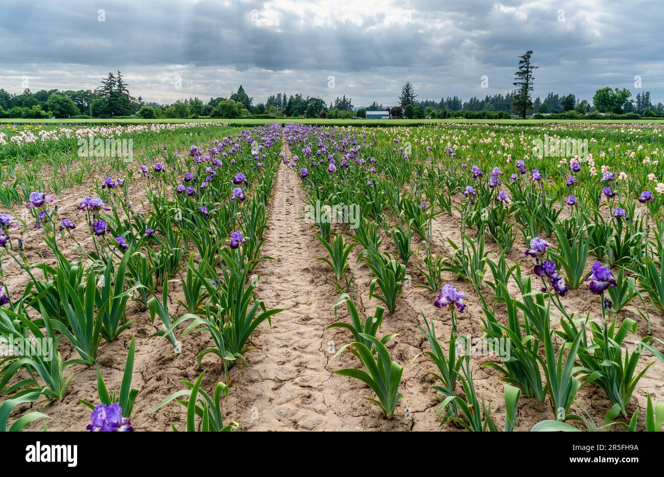 A huge field of Iris flowers in Salem Oregon Stock Photo - Alamy