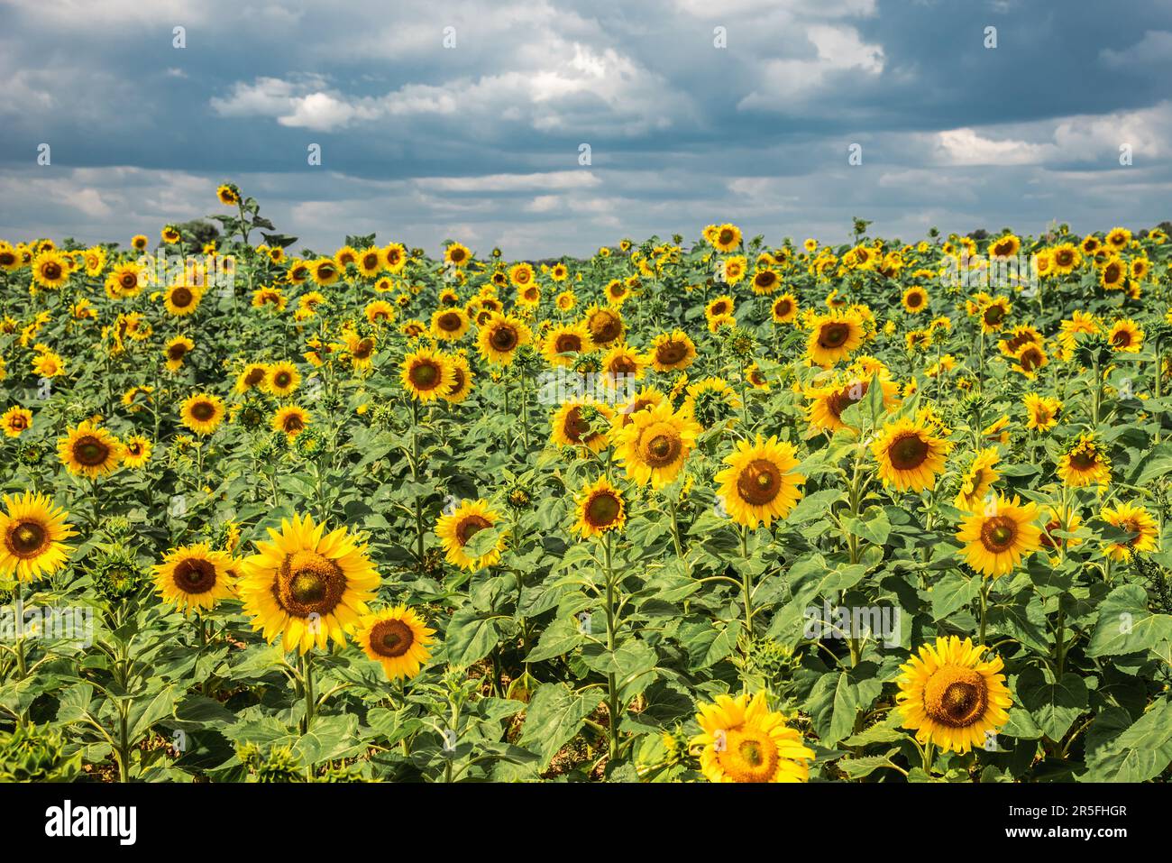 Sunflowers growing in the field at summer Stock Photo - Alamy
