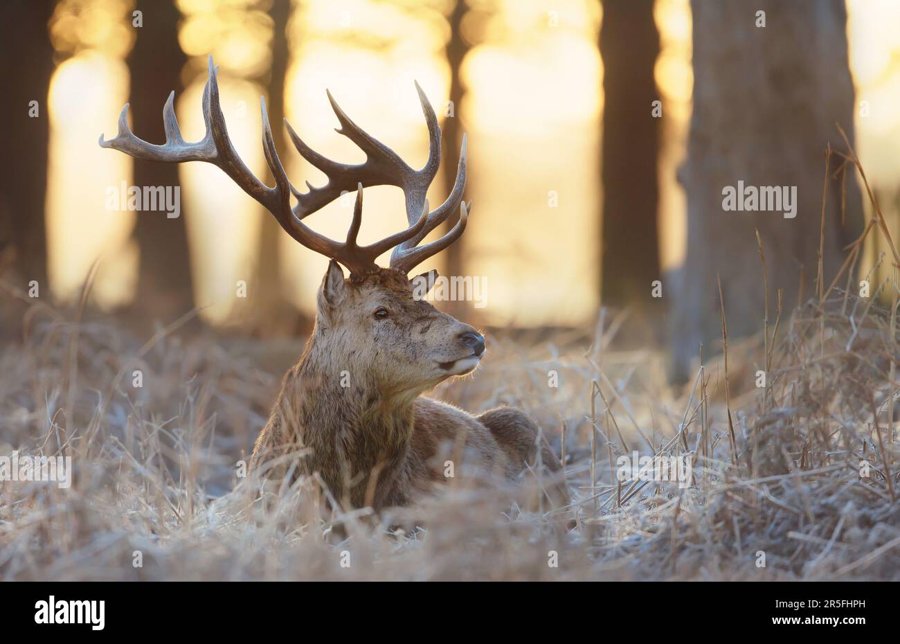 Red Deer stag laying on frosted grass in winter at sunrise, UK Stock ...
