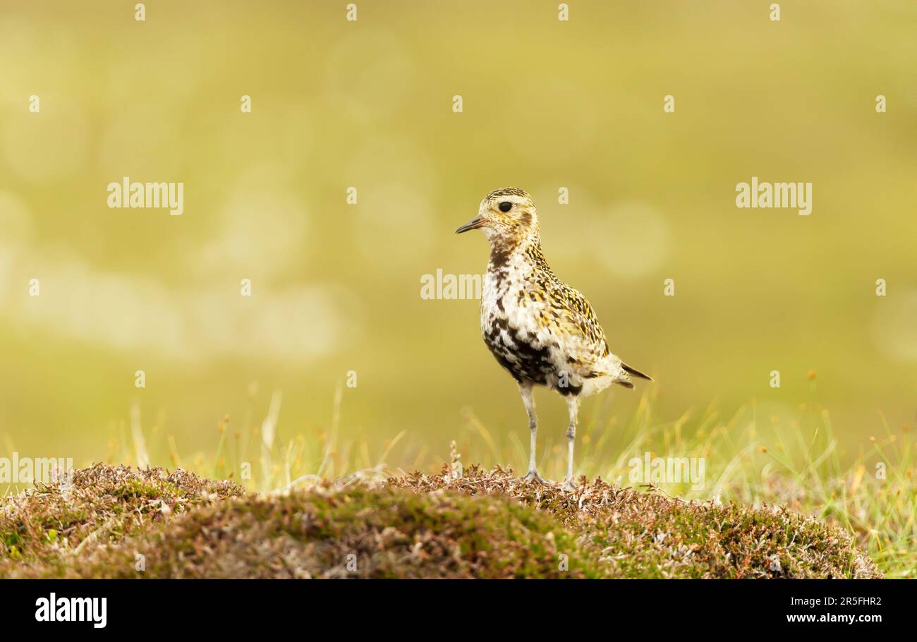 European Golden plover in wetlands in summer, Bressay, Scotland, UK ...