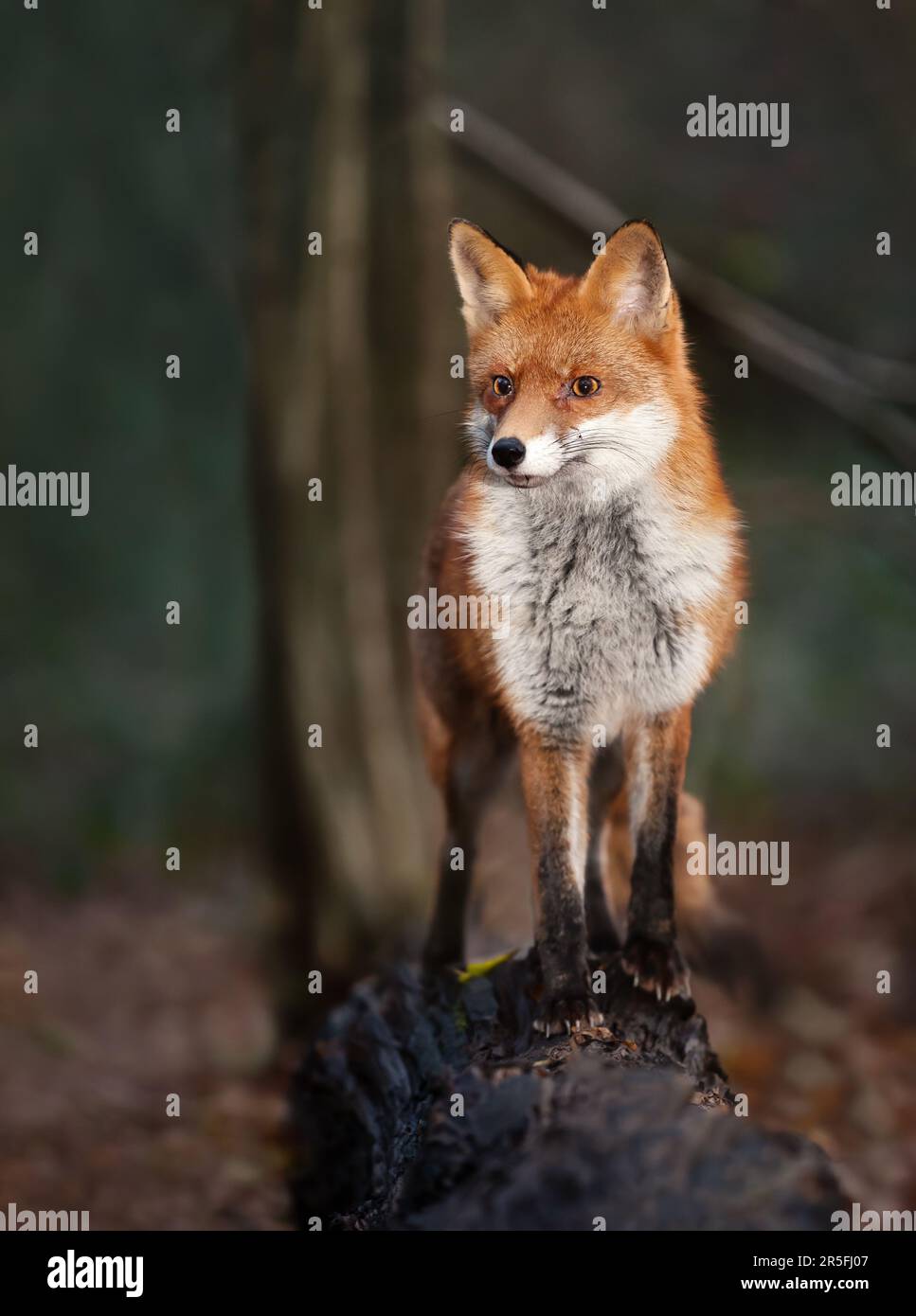 Close up of a Red fox (Vulpes vulpes) standing on a fallen tree in late ...