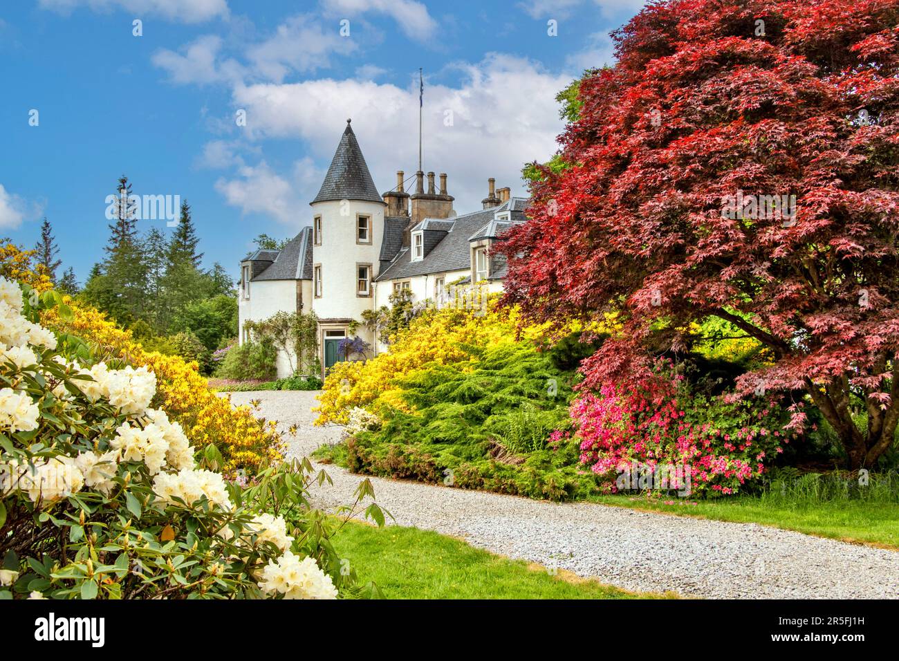 Blue azalea hi-res stock photography and images - Alamy