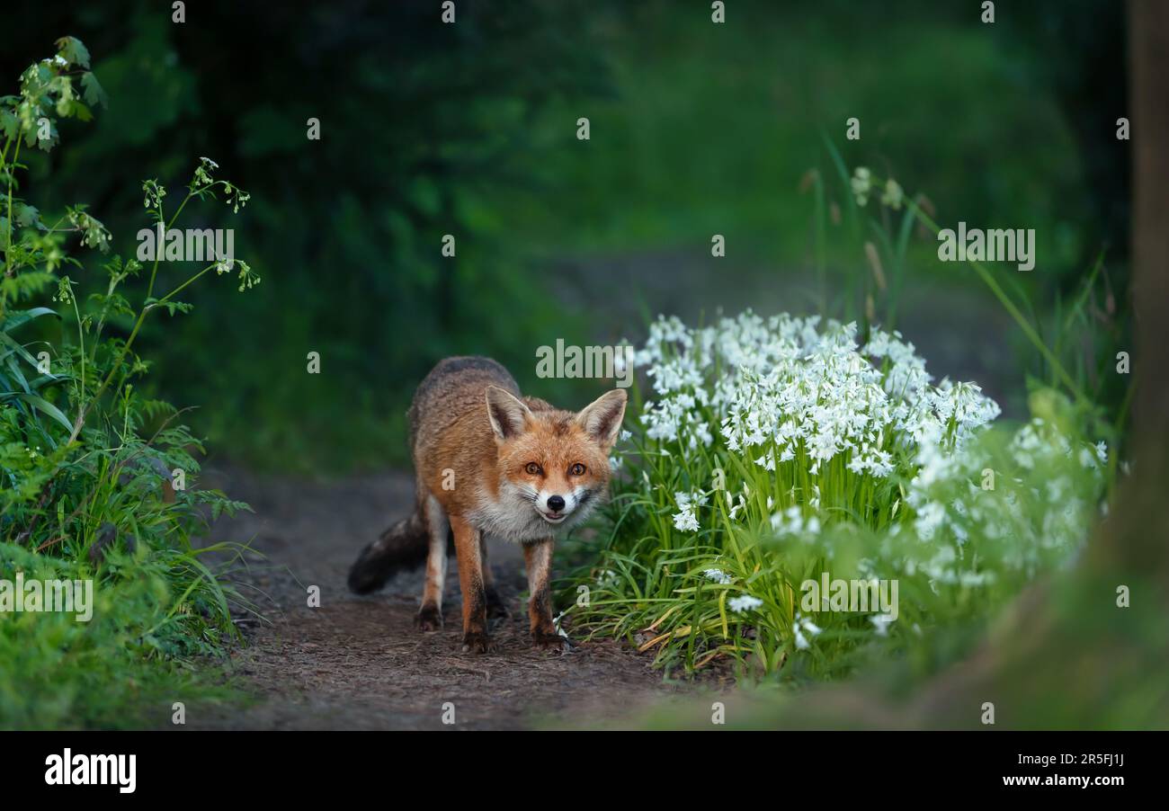 Close up of a red fox (Vulpes vulpes) amongst white variety bluebells ...