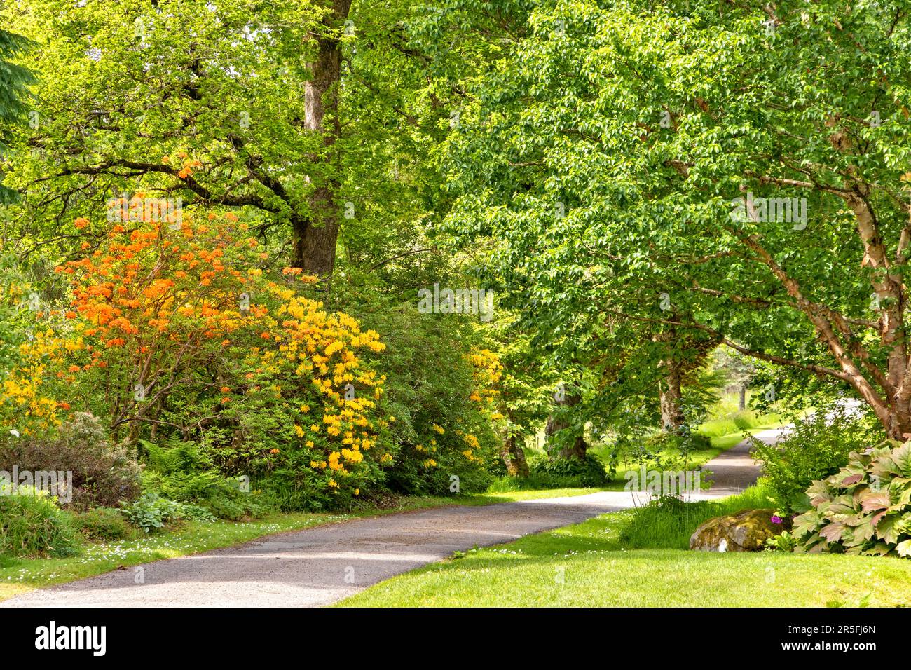 Attadale Gardens Wester Ross Scotland the entrance lane to the gardens ...