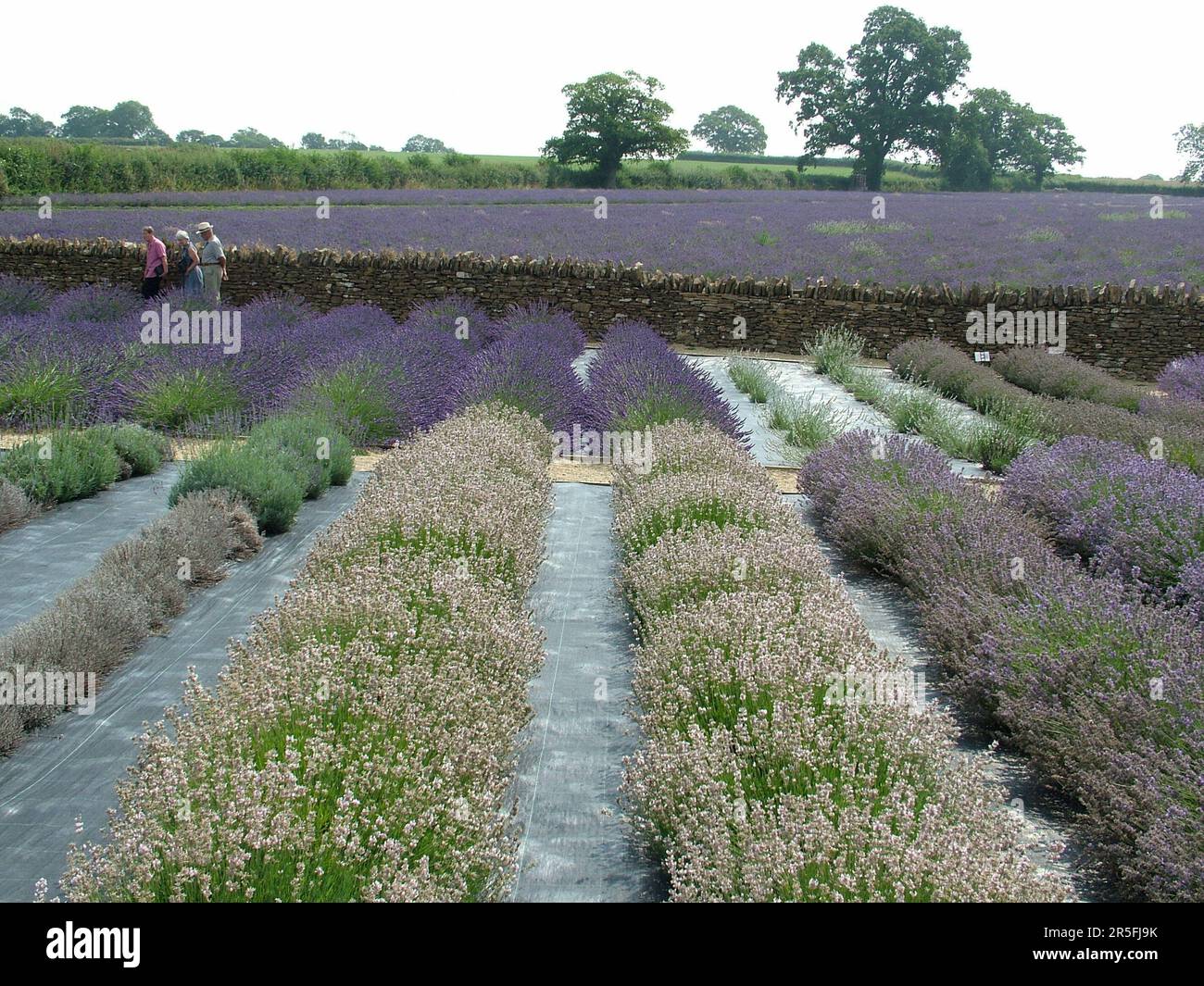 Visitors wander among the variety of Lavenders at the Somerset Lavender ...