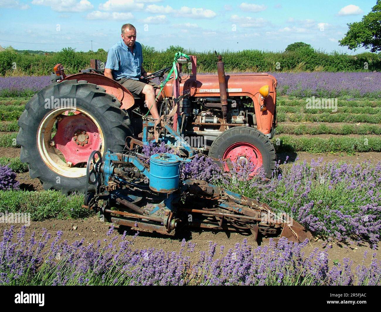 Lavender flowers being harvested at the Somerset Lavender farm at ...