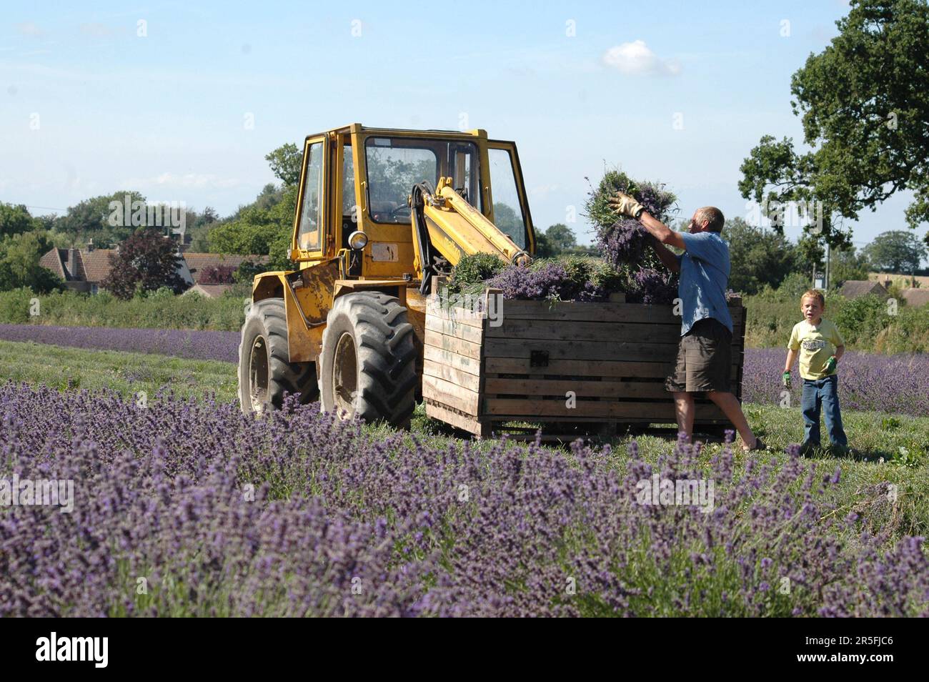 Lavender flowers being loaded for transporting after harvested at the ...