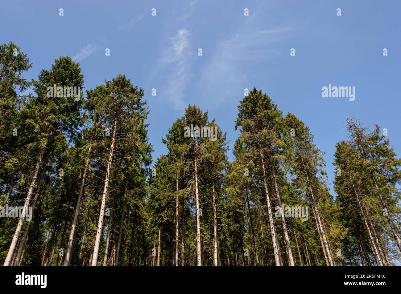 Blue green forest scenic trees hi-res stock photography and images - Alamy