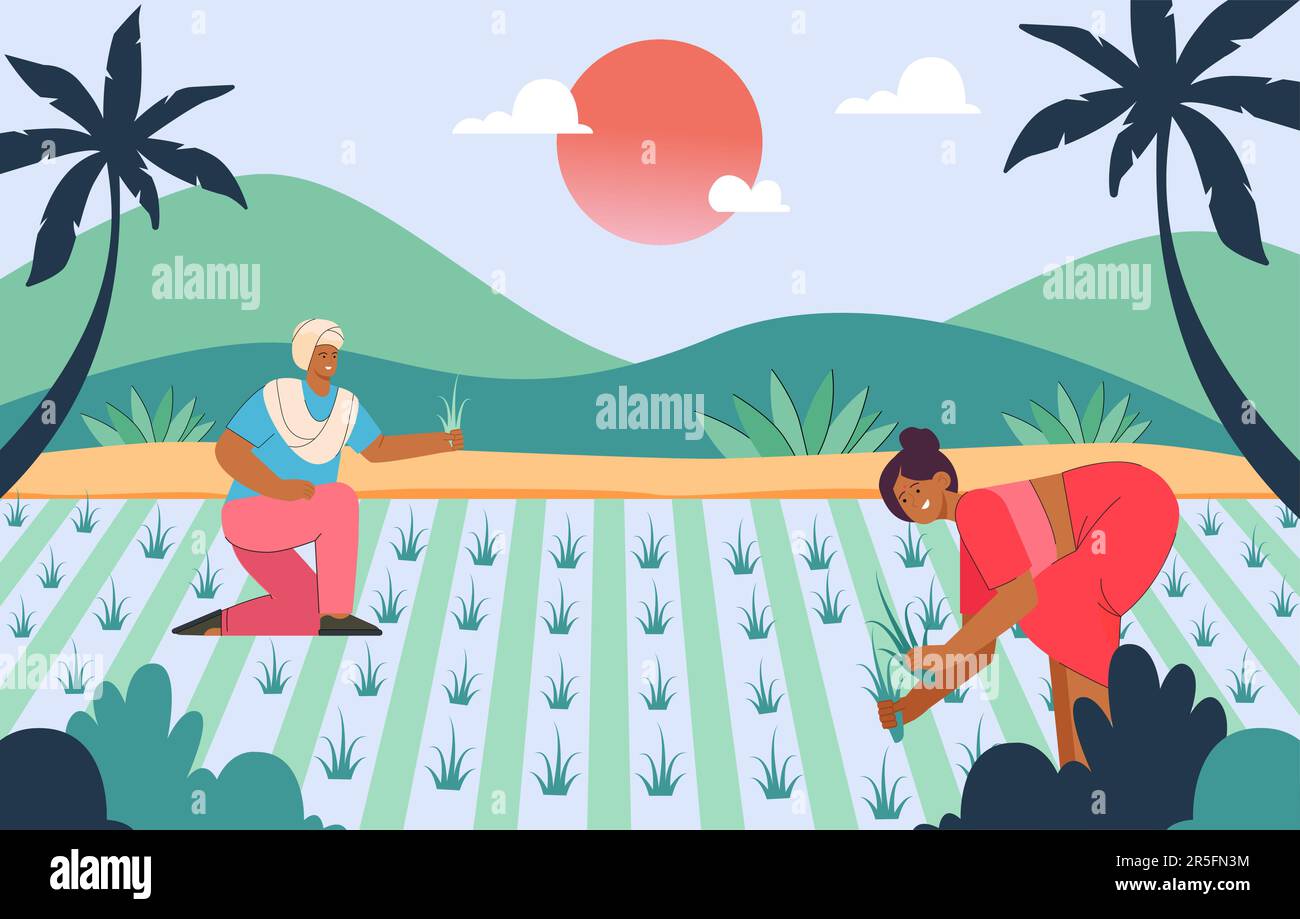 Indian cartoon farmers harvesting crops in paddy fields Stock Vector Image & Art - Alamy