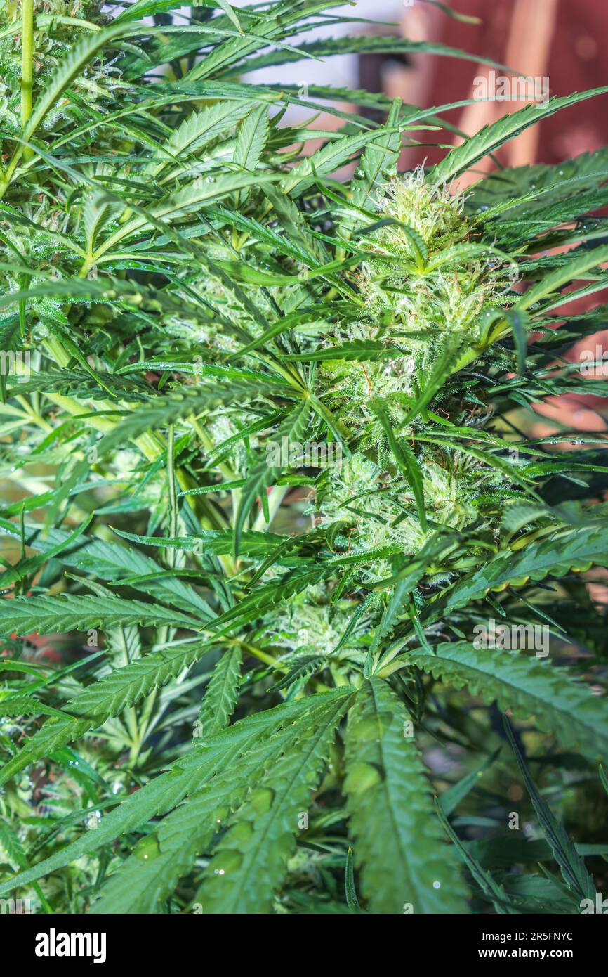 Cannabis genetics hi-res stock photography and images - Alamy