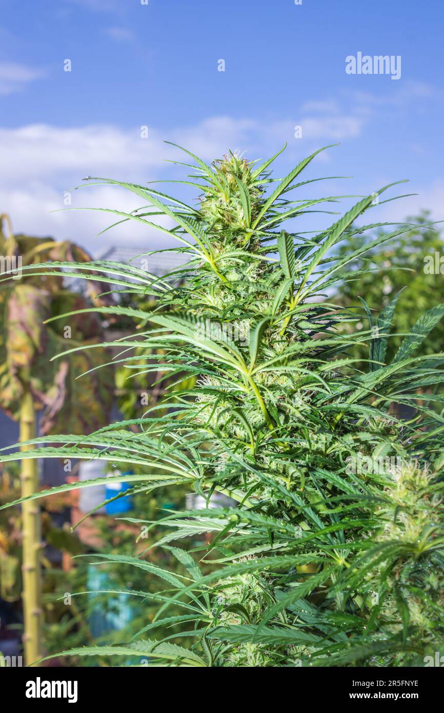 Cannabis genetics hi-res stock photography and images - Alamy