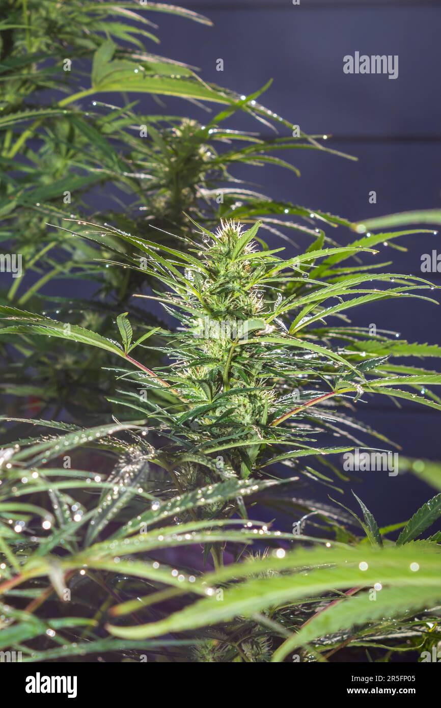 Cannabis genetics hi-res stock photography and images - Alamy