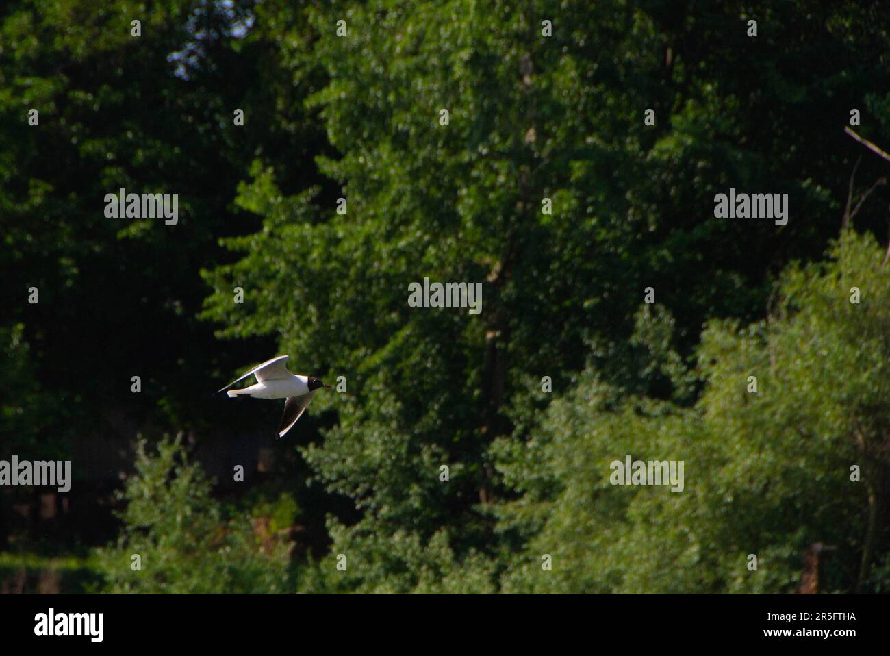 Birds in their natural habitat on the river Studva, Serbia - images ...