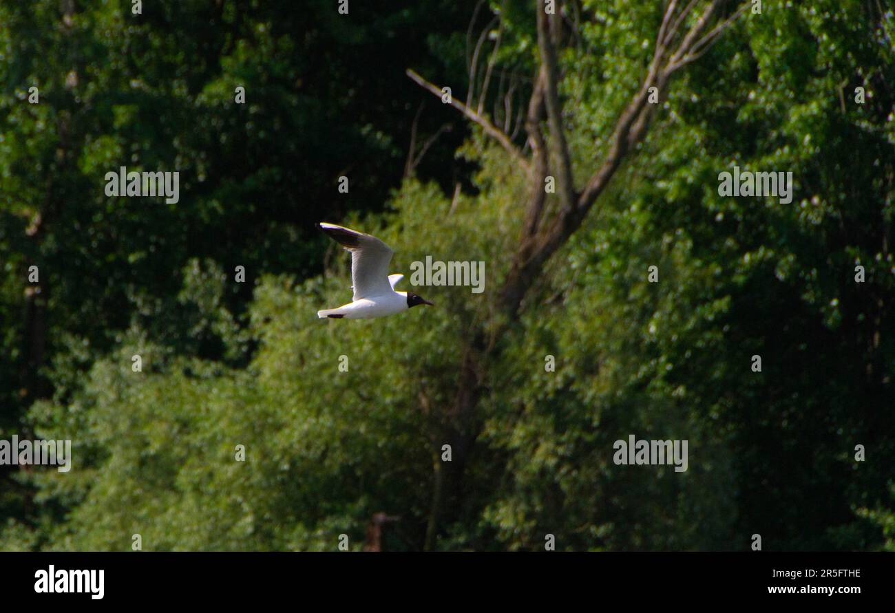Birds in their natural habitat on the river Studva, Serbia - images ...