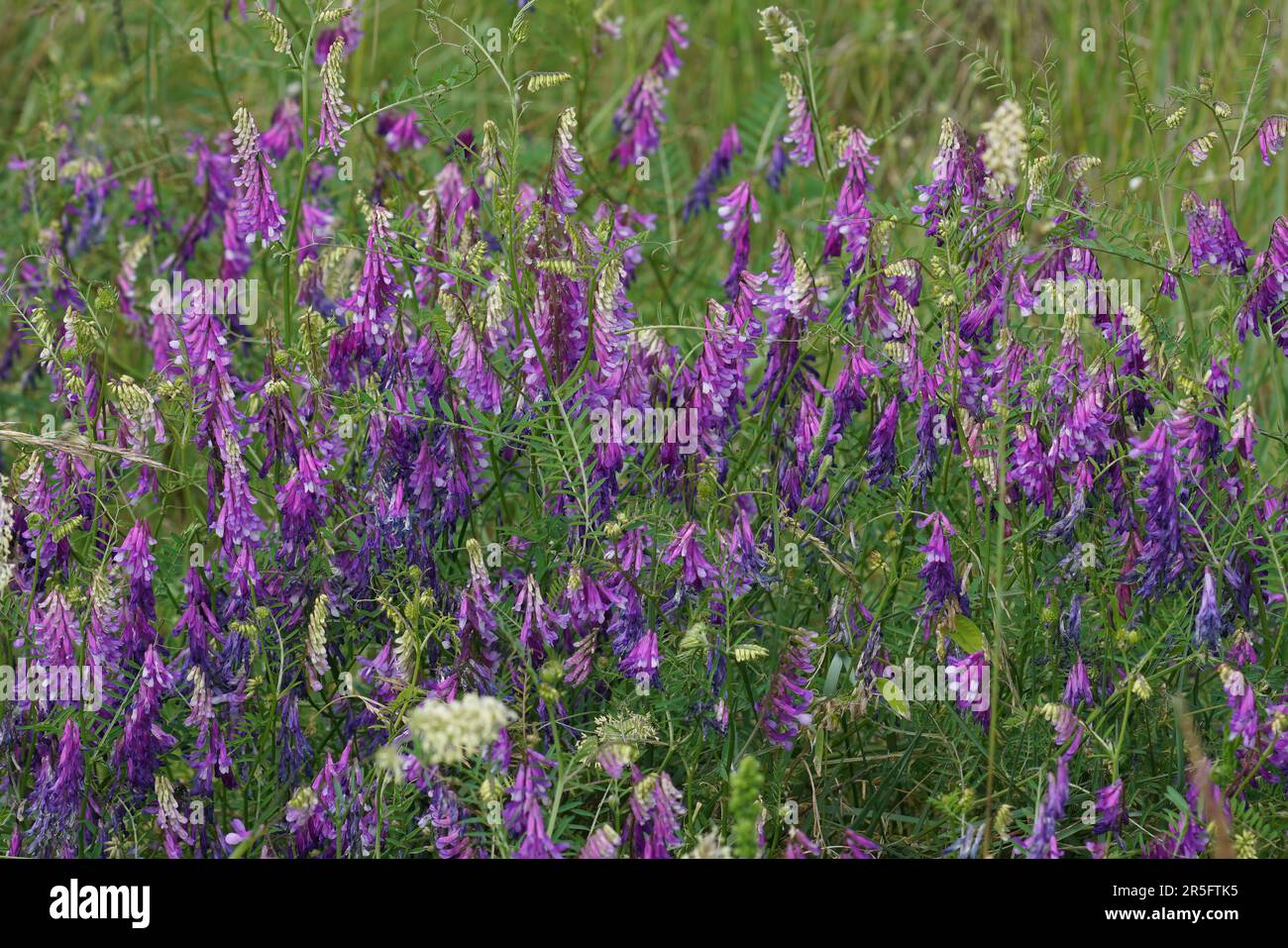 Natural colorful closeup on the purple flower of hairy, fodder or ...
