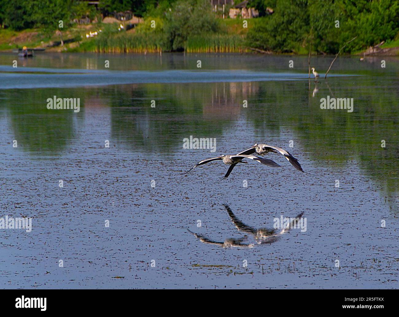 Birds in their natural habitat on the river Studva, Serbia - images ...