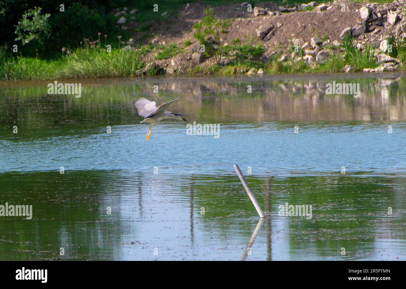Birds in their natural habitat on the river Studva, Serbia - images ...