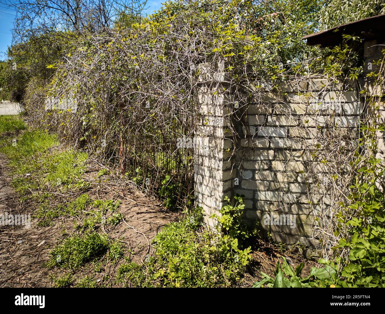 External view of an old fence overgrown with wild plants. Courtyard ...