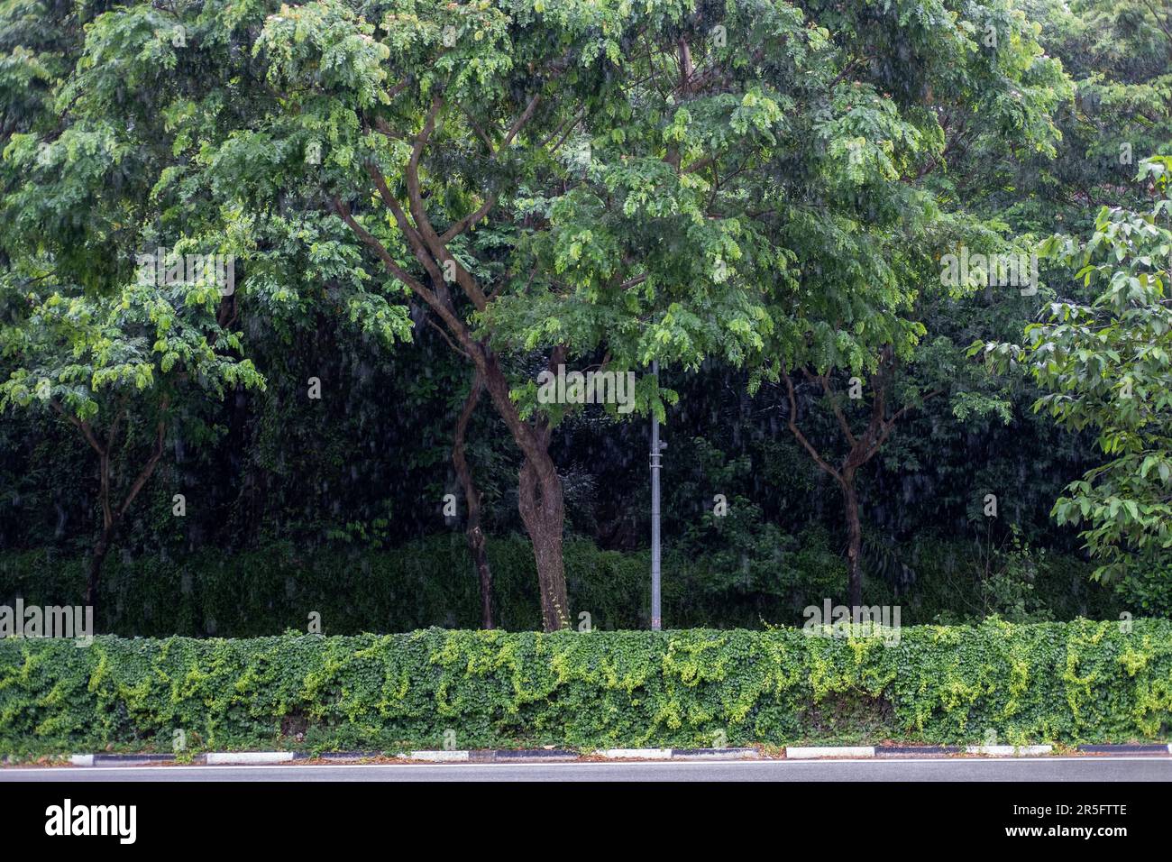 street view of big tree in singapore on heavy rainy day Stock Photo - Alamy