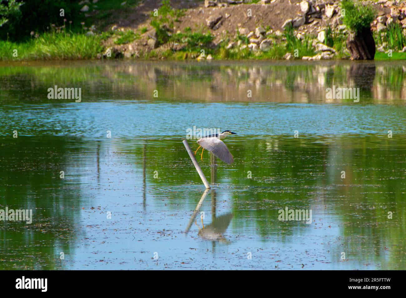 Birds in their natural habitat on the river Studva, Serbia - images ...