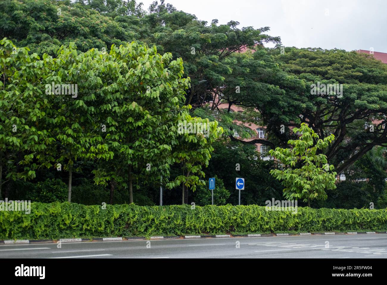 street view of big tree in singapore on heavy rainy day Stock Photo - Alamy