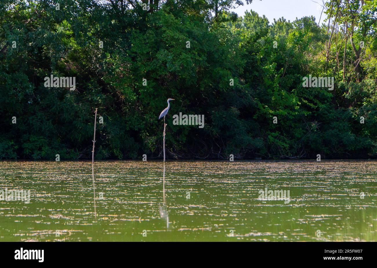 Birds in their natural habitat on the river Studva, Serbia - images ...