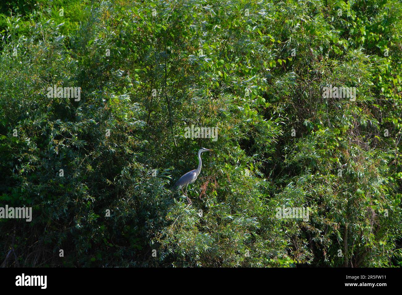 Birds in their natural habitat on the river Studva, Serbia - images ...