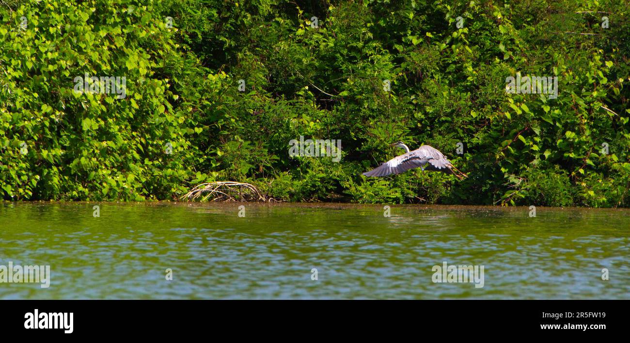Birds in their natural habitat on the river Studva, Serbia - images ...