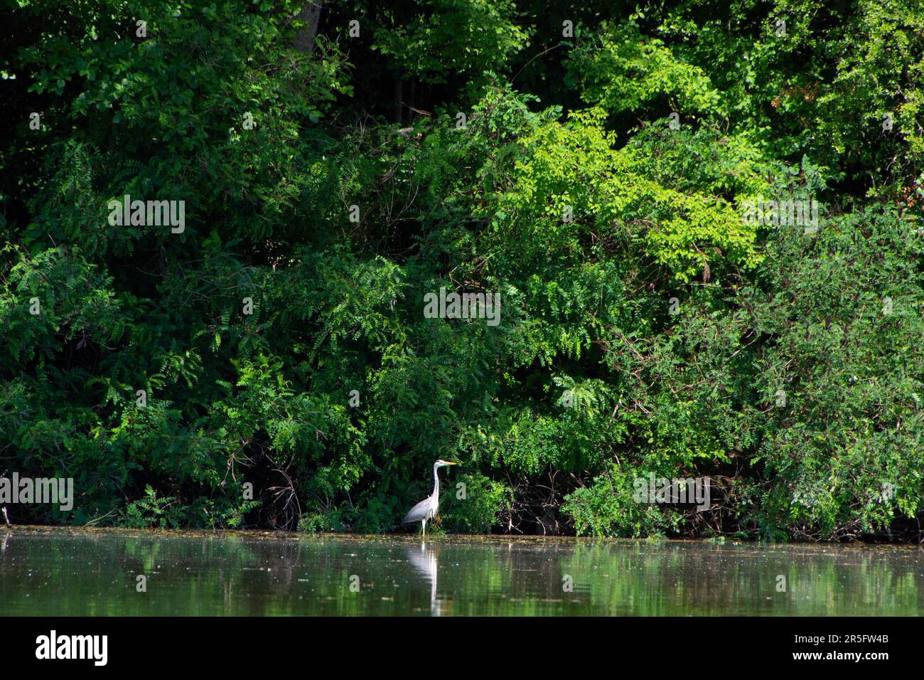 Birds in their natural habitat on the river Studva, Serbia - images ...
