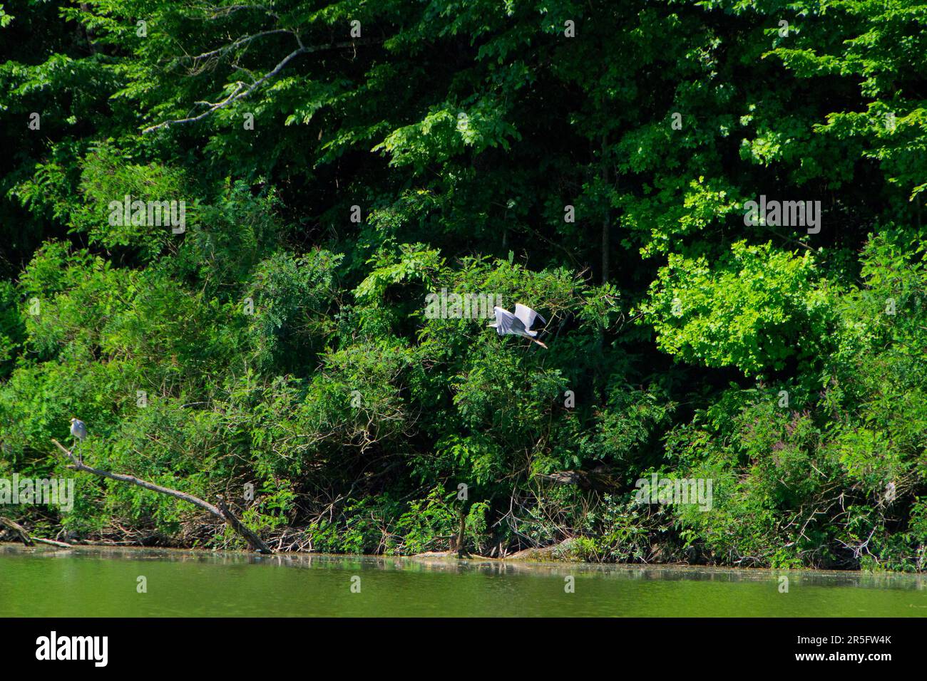 Birds in their natural habitat on the river Studva, Serbia - images ...