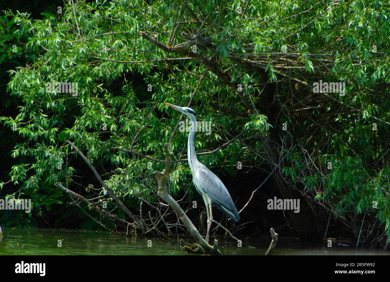 Birds in their natural habitat on the river Studva, Serbia - images ...