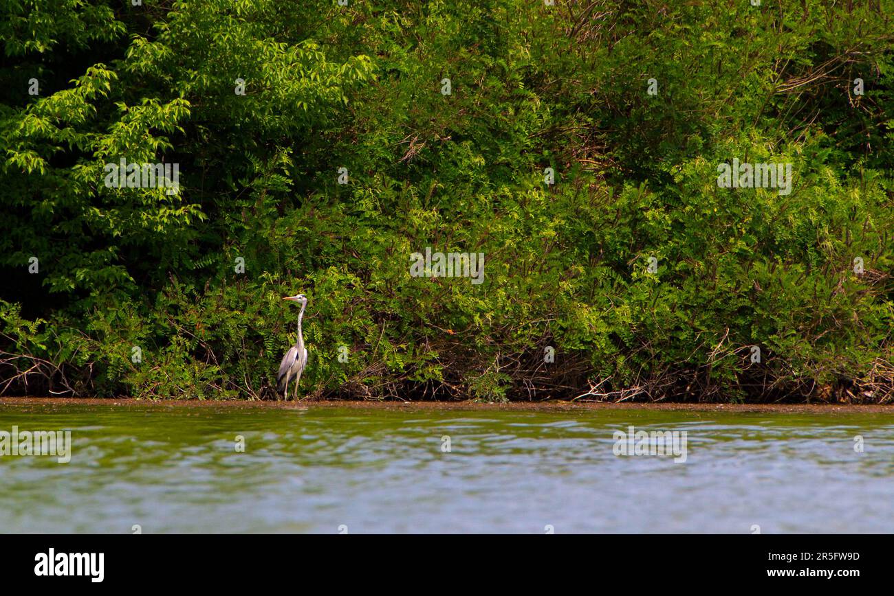 Birds in their natural habitat on the river Studva, Serbia - images ...